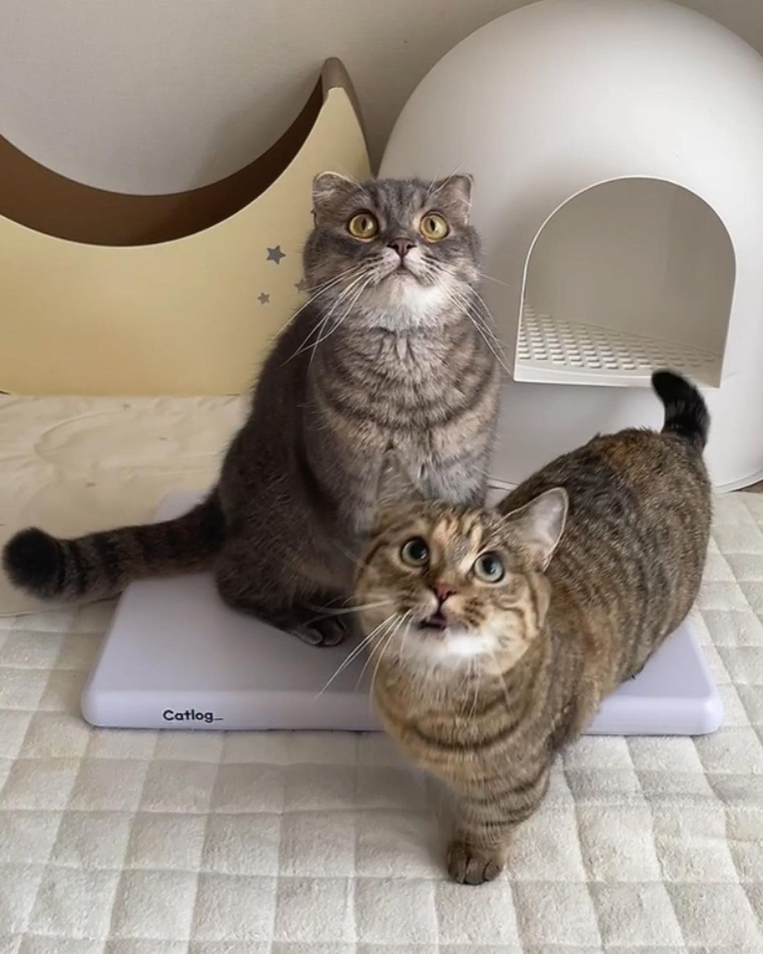 nikka.2231@instagram on Pinno: 2人を見守るCatlog Board🐈🍦🏳️‍⚧️🩷🩵 最近トイレ強化中と以前...