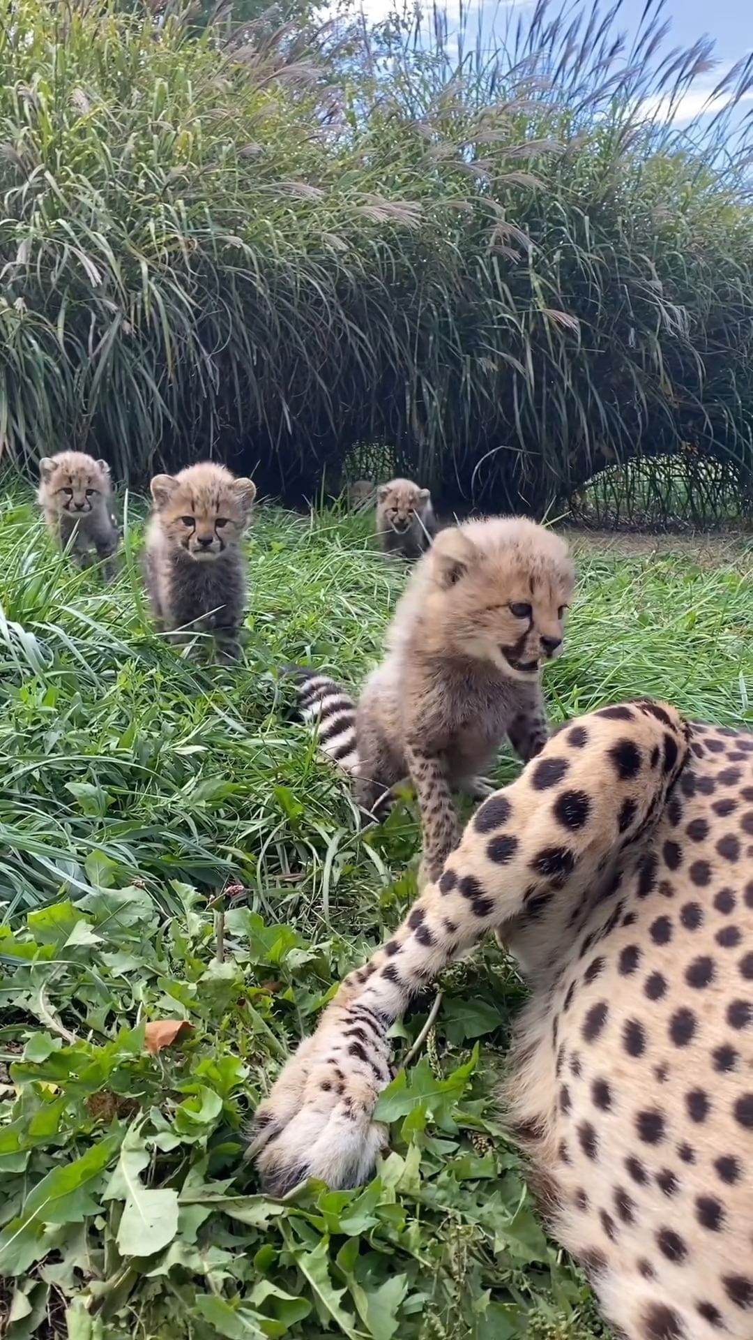 africanimals@instagram on Pinno: Nice footages of cheetah's cubs 🎥 by...