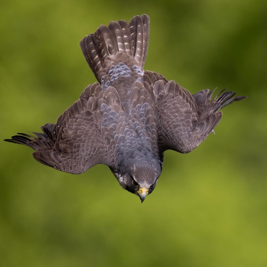 Ray Gilbert on Pinno: Immature Peregrine Falcon. Happy Falcon ...