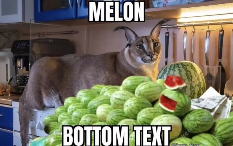 i_floppa@instagram on Pinno: Fr - Join the floppa cult by following 👉@i ...