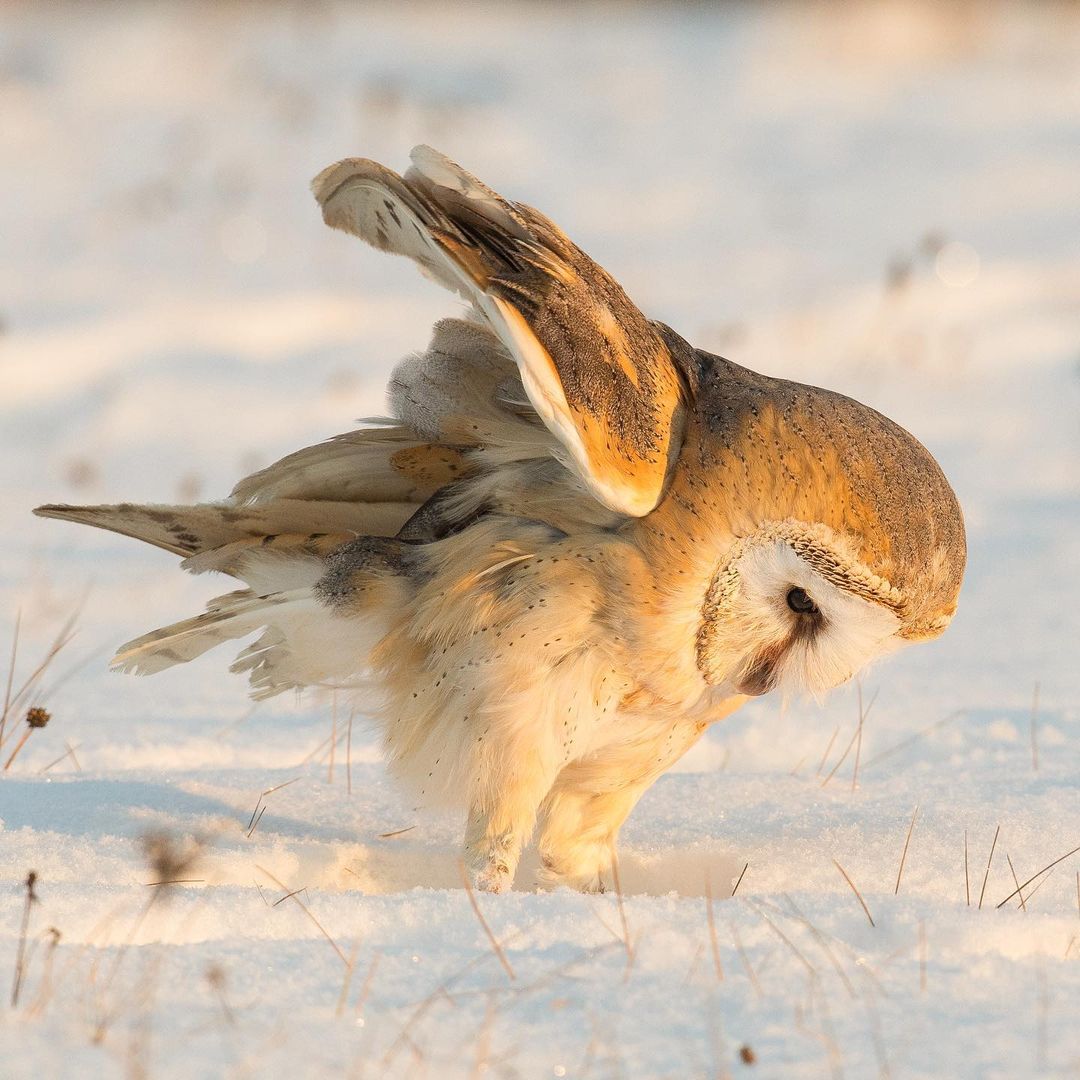 Warren Price 📷 🐾 on Pinno: Barn owl hunting in the snow … #creative...