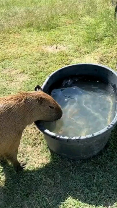 ilove.capybara@instagram on Pinno: Cute capy 😆 Thank you capybara._114 fro...