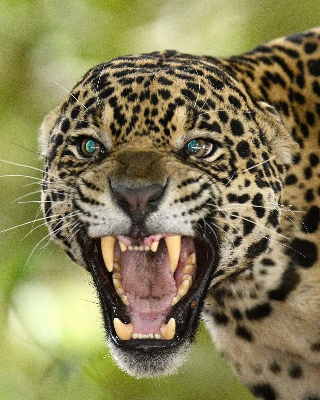 joysafaribay@instagram on Pinno: 🌞 40°C+ midday heat in the Pantanal ...