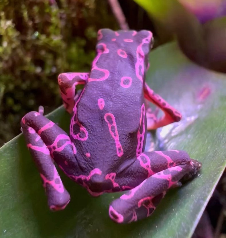 macromicroworldss@instagram on Pinno: Purple fluorescent toad (Atelopus ...