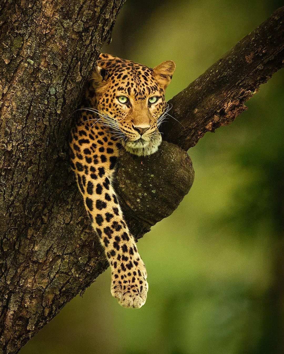 indian_wildlifes@instagram on Pinno: Photographer @yashasnarayan ...