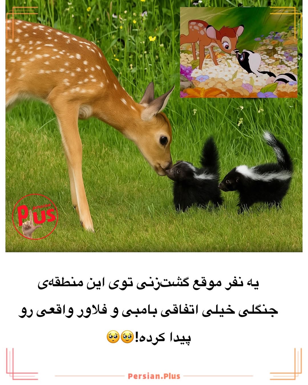persian.plus@instagram on Pinno: می‌دونستم واقعین🥹🥺