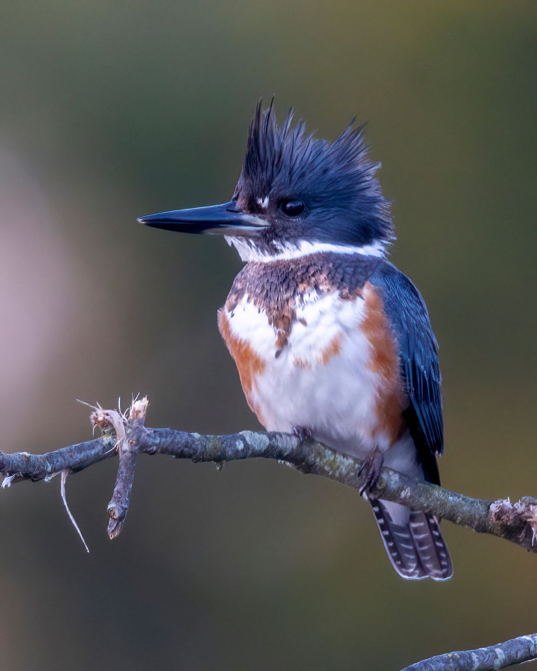 htleephotography@instagram on Pinno: Female Belted Kingfisher # ...