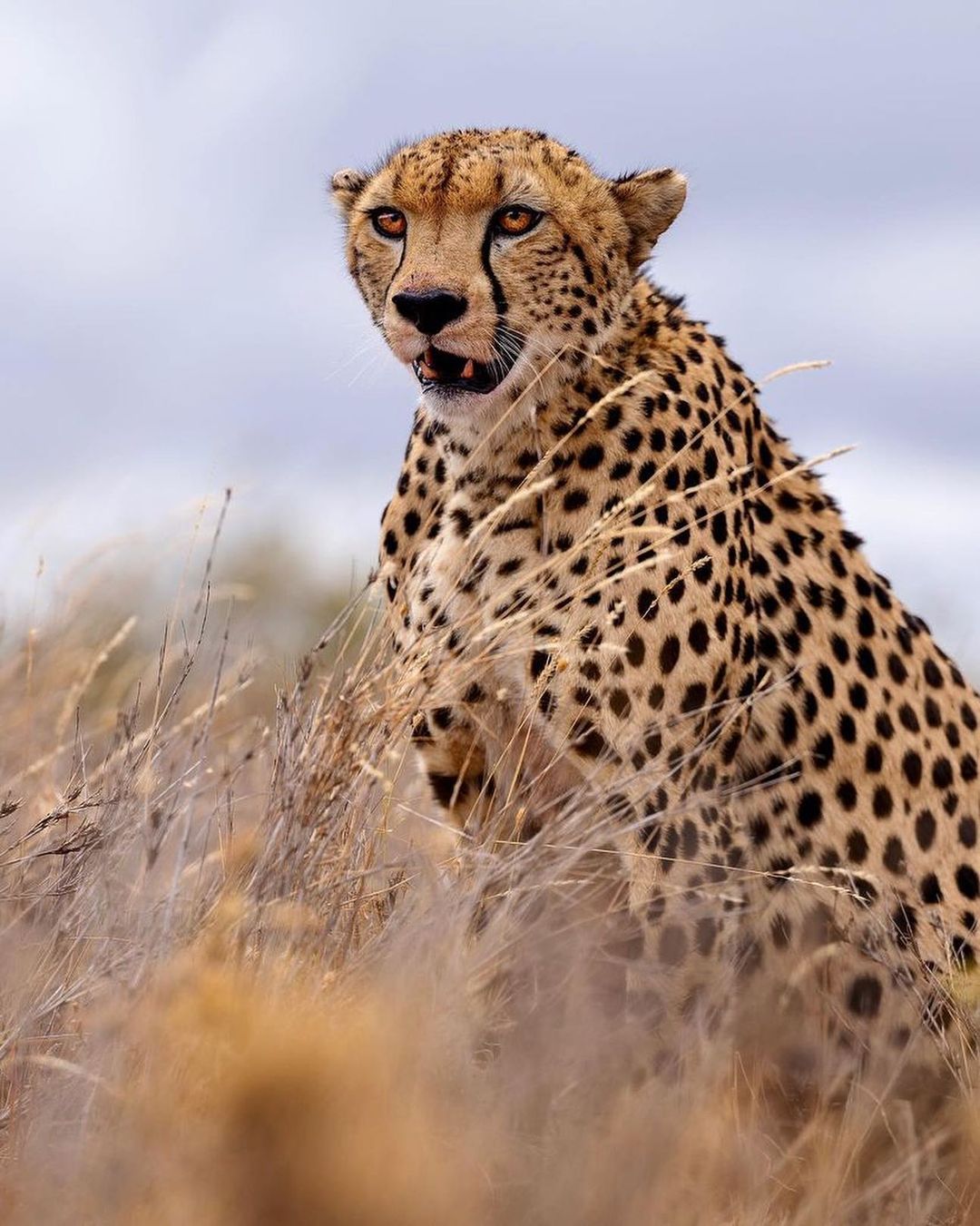wildlifepages@instagram on Pinno: World's fastest land animal, Cheetah...