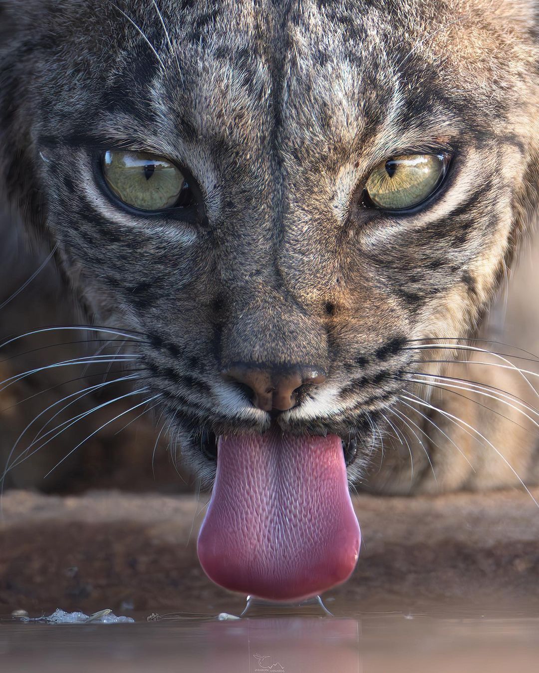 sharon.vanadia@instagram on Pinno: 500K TIMES THANK YOU ️ When I started...