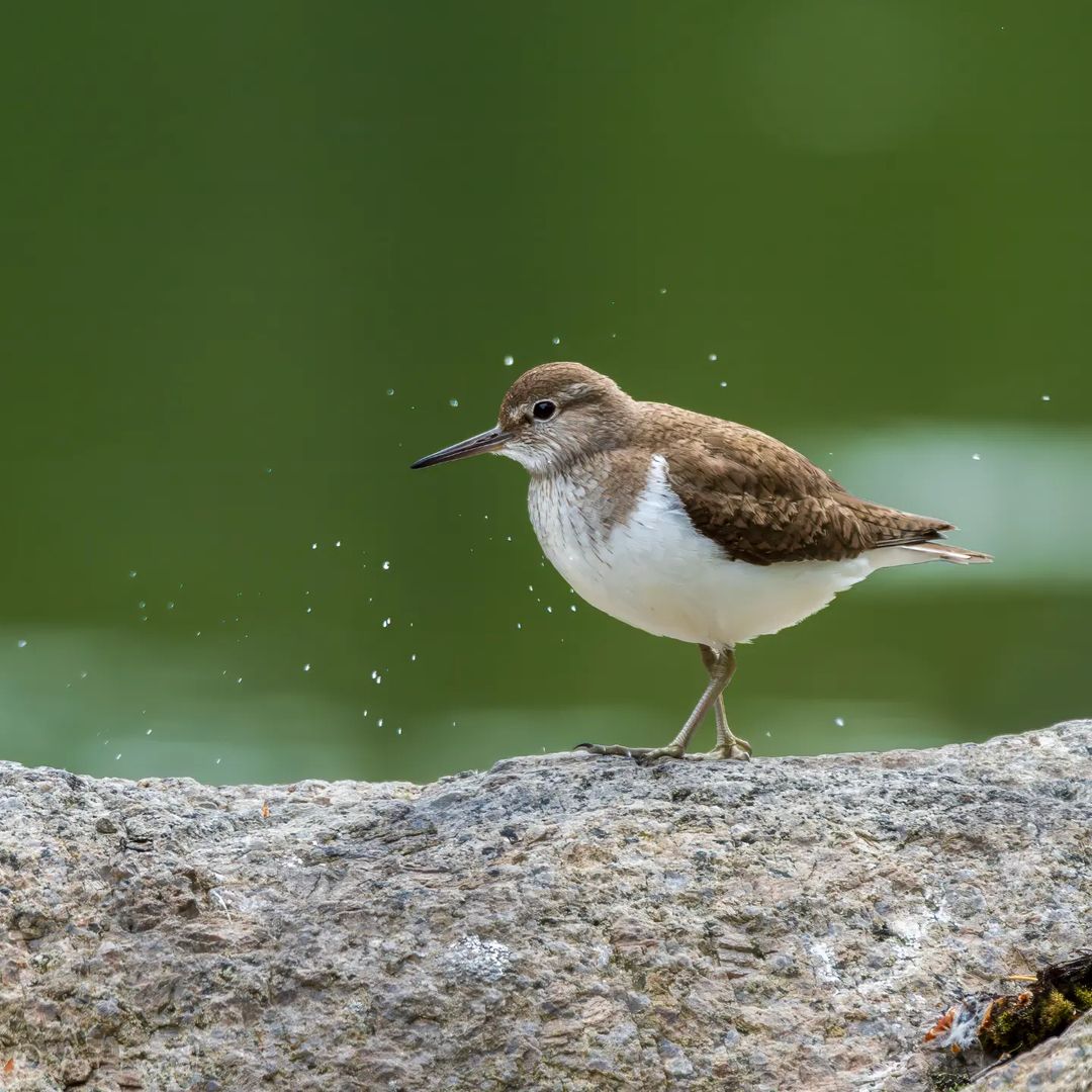 ari_korjala@instagram on Pinno: Common sandpiper Rantasipi Loc: Kouvola ...