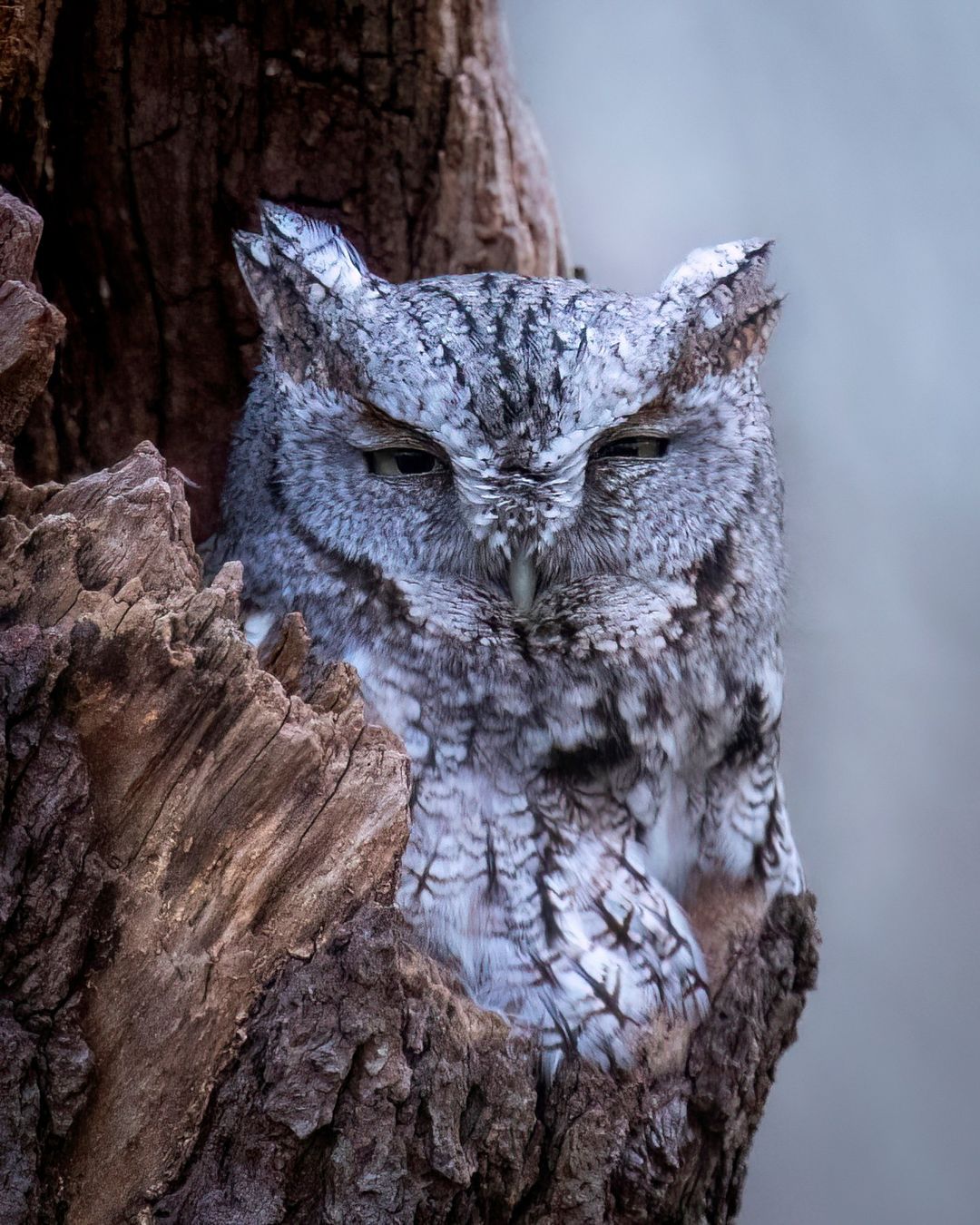 htleephotography@instagram on Pinno: Grey-morph Eastern Screech Owl at ...