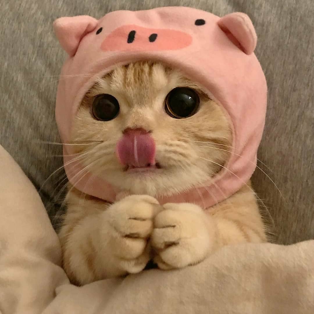 meowflow@instagram on Pinno: 😋 Tag 3 friends who are cat lovers! 🐱 📷...