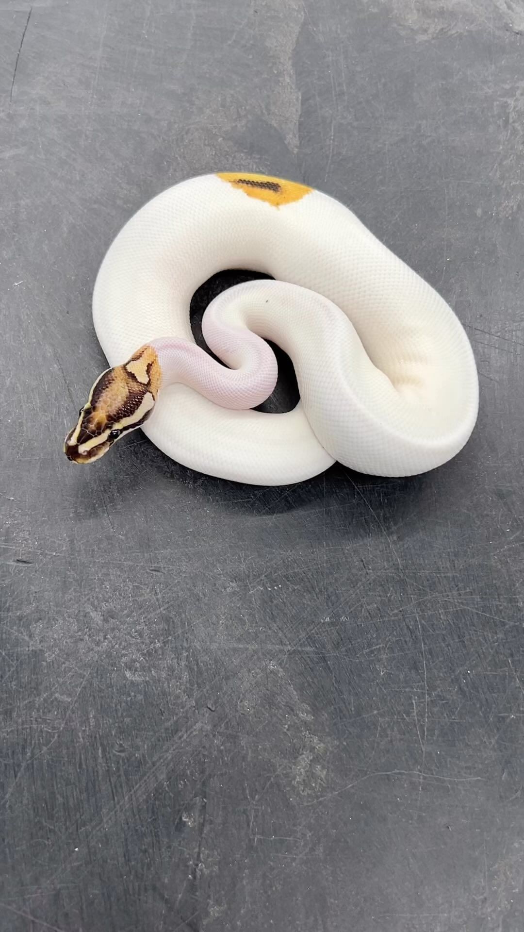 fangs_and_thangs@instagram on Pinno: Week 43!! Don’t miss out on this ...