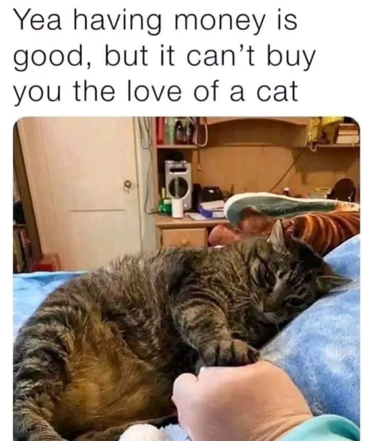 Cat on Pinno: 😂😻🇵🇸 Follow 👉 @overdose_cat@instagram ...