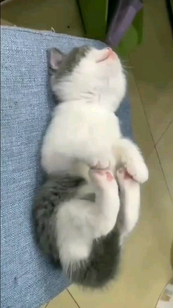 overdose_cat@instagram on Pinno: 😂😻🇵🇸 Follow 👉 @overdose_cat@instagram ...