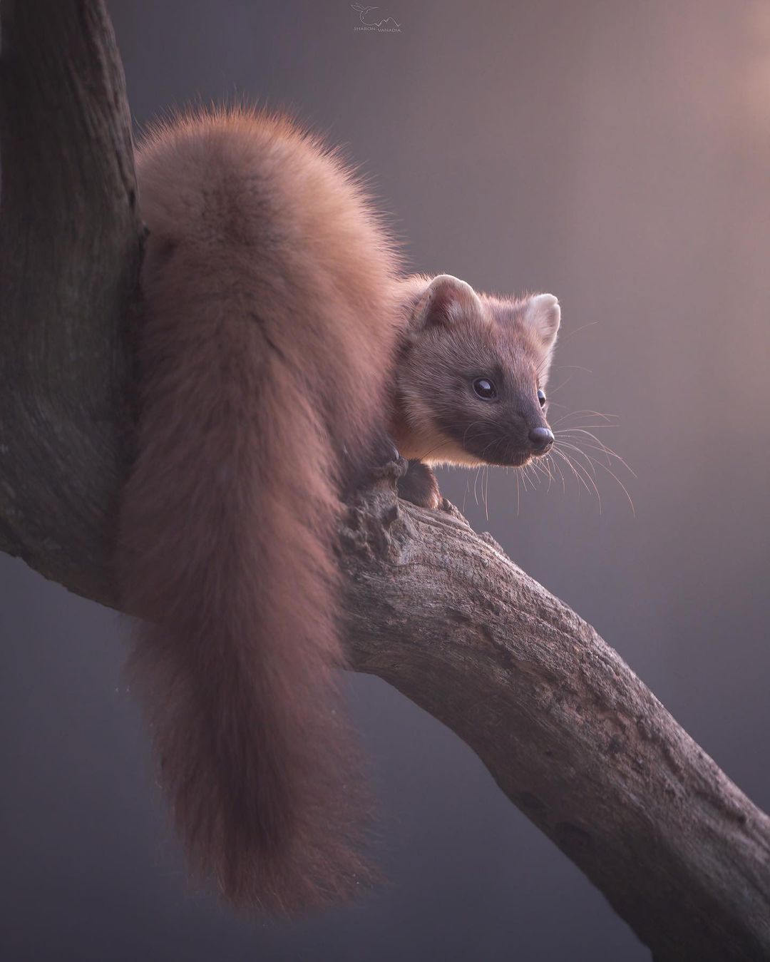 sharon.vanadia@instagram on Pinno: Pine marten during the first light ...