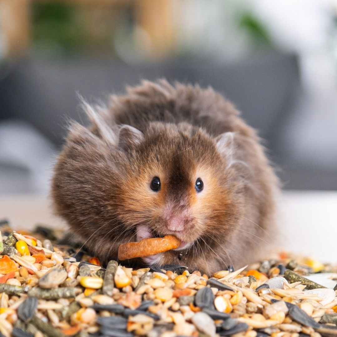 Animal Planet on Pinno: "I'm saving you for later" 🐹...