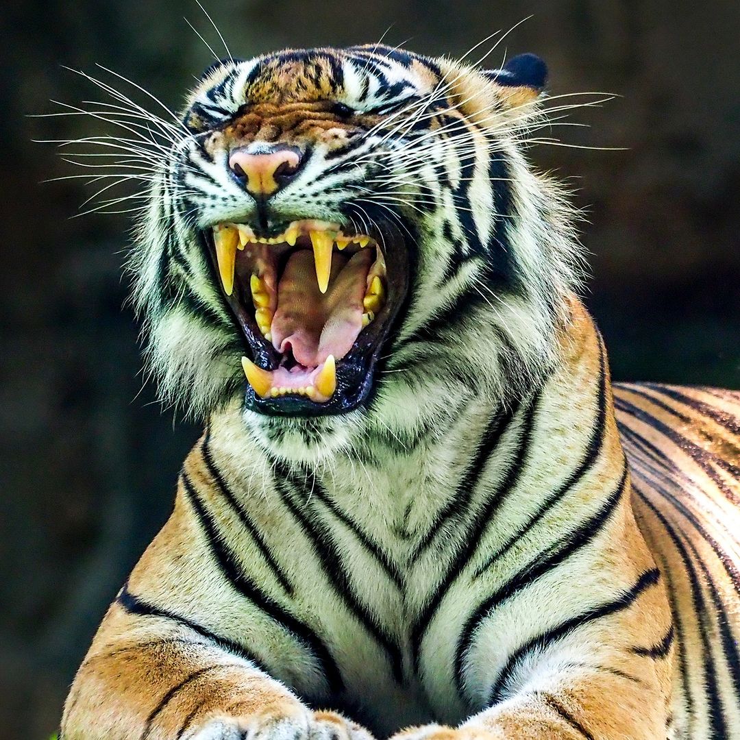 discovery@instagram on Pinno: What do you think this tiger is laughing...