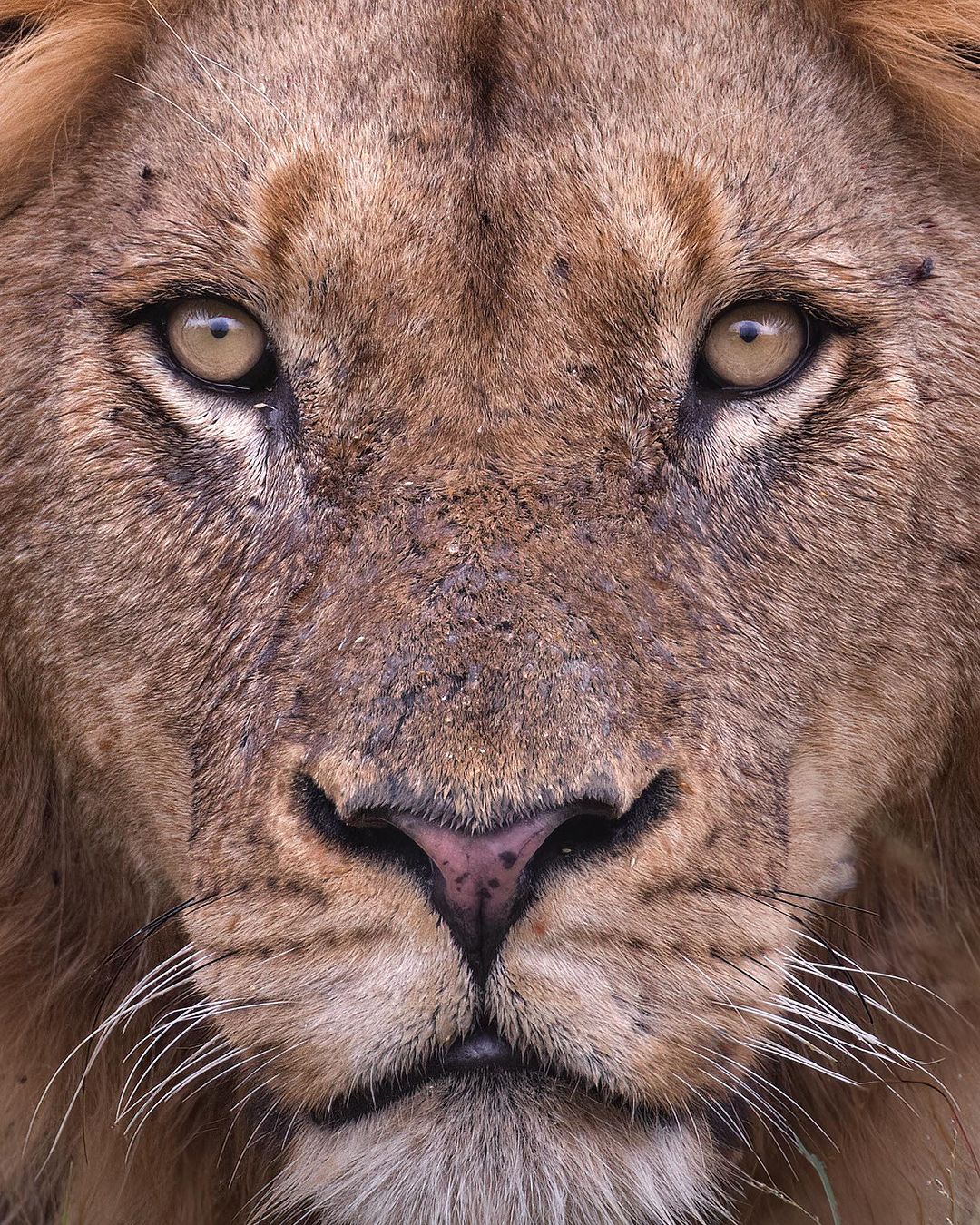 sharon.vanadia@instagram on Pinno: Eyes in the eyes, these are the most ...