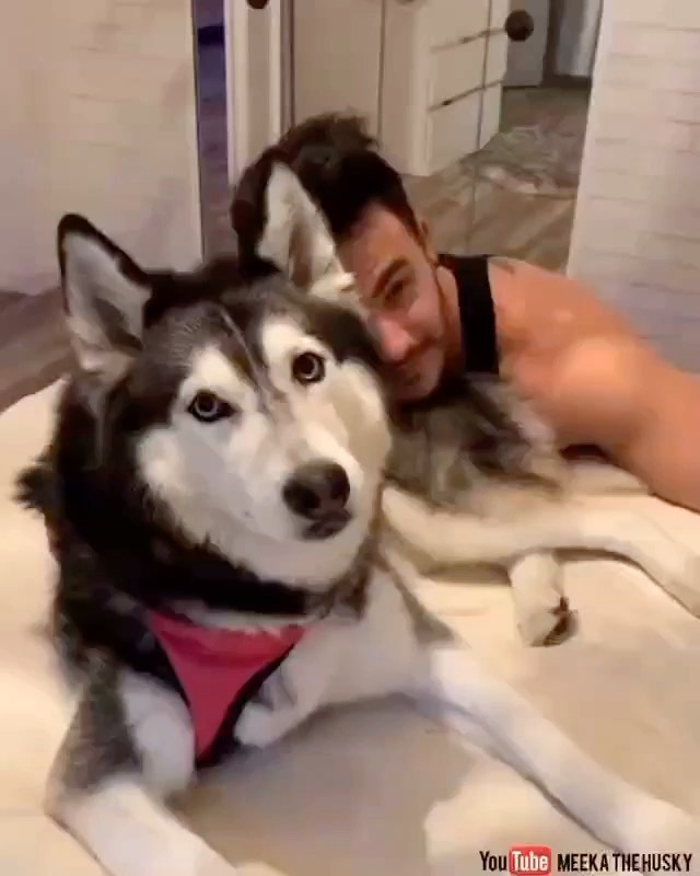 husky_love_fanpage@instagram on Pinno: 💚 We're listening! We'd apprecia...