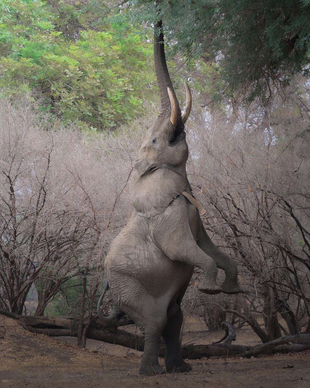 sharon.vanadia@instagram on Pinno: TODAY IS MY BIRTHDAY 🎂🐾 I have spent ...