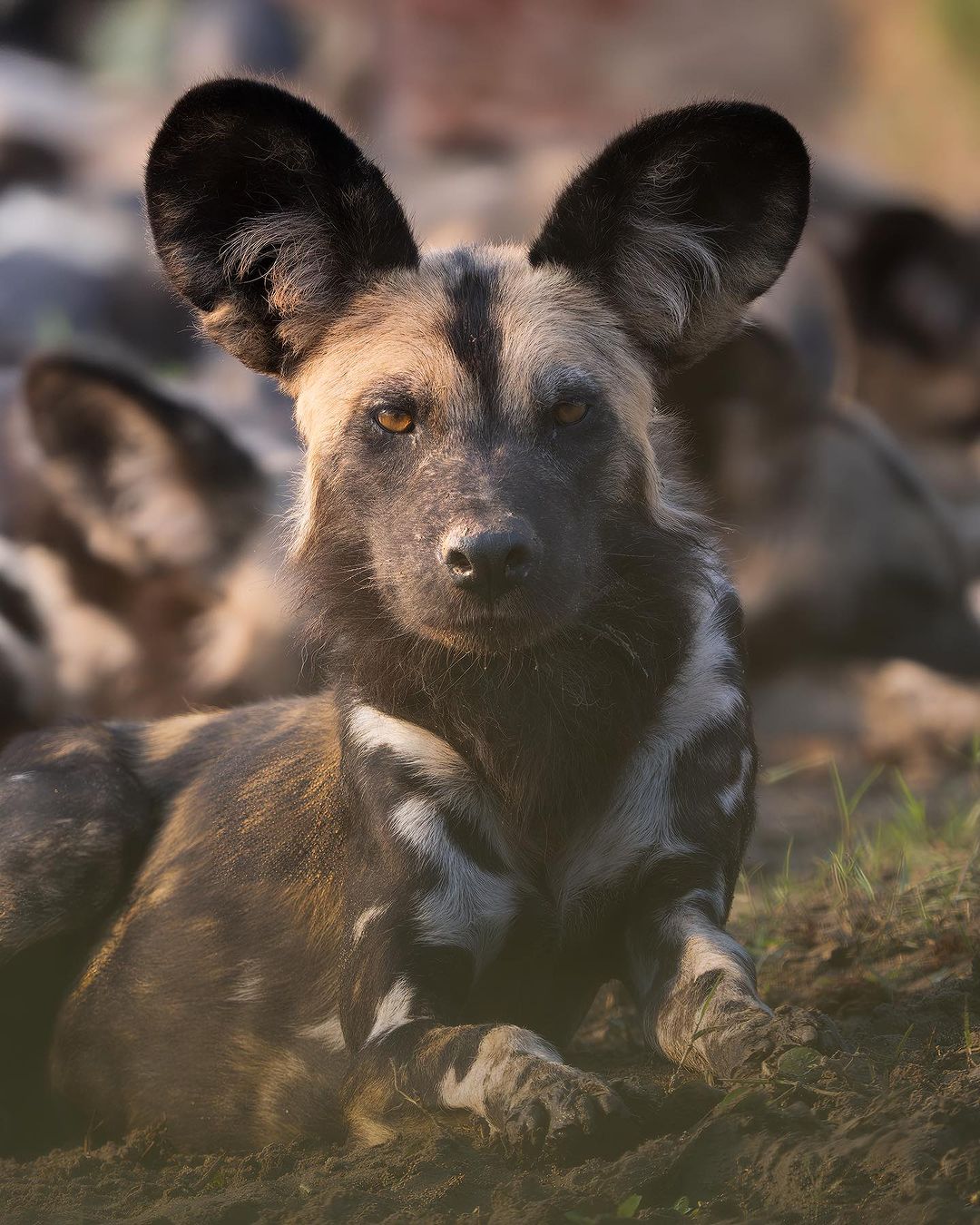 sharon.vanadia@instagram on Pinno: TODAY IS MY BIRTHDAY 🎂🐾 I have spent ...