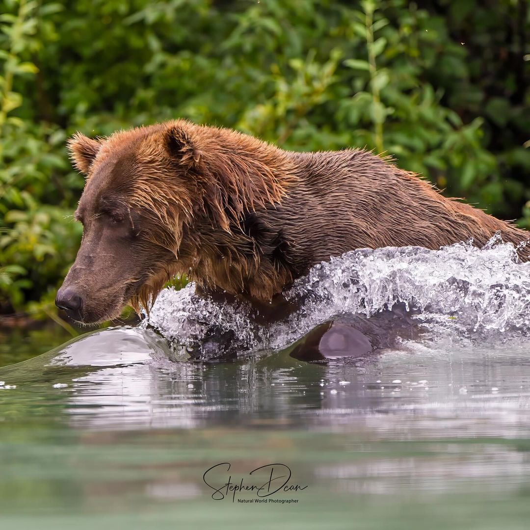 welovebears@instagram on Pinno: A very focused brown bear pouncing for a...
