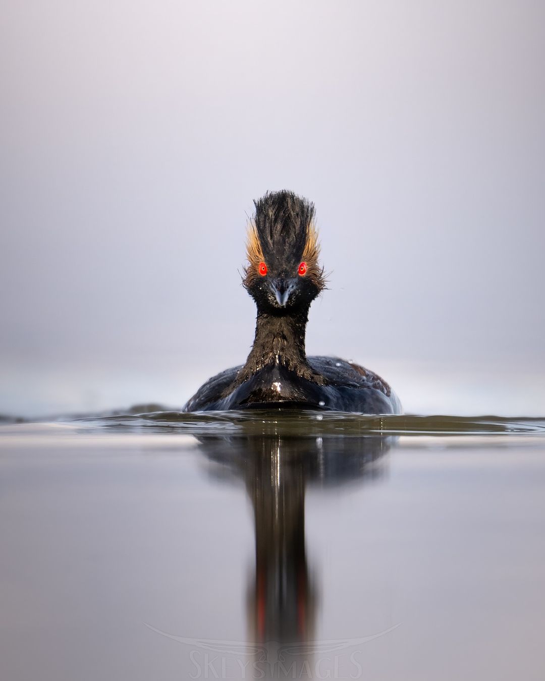 skeysimages@instagram on Pinno: "The Stare" Eared Grebe, head on. Utah ...