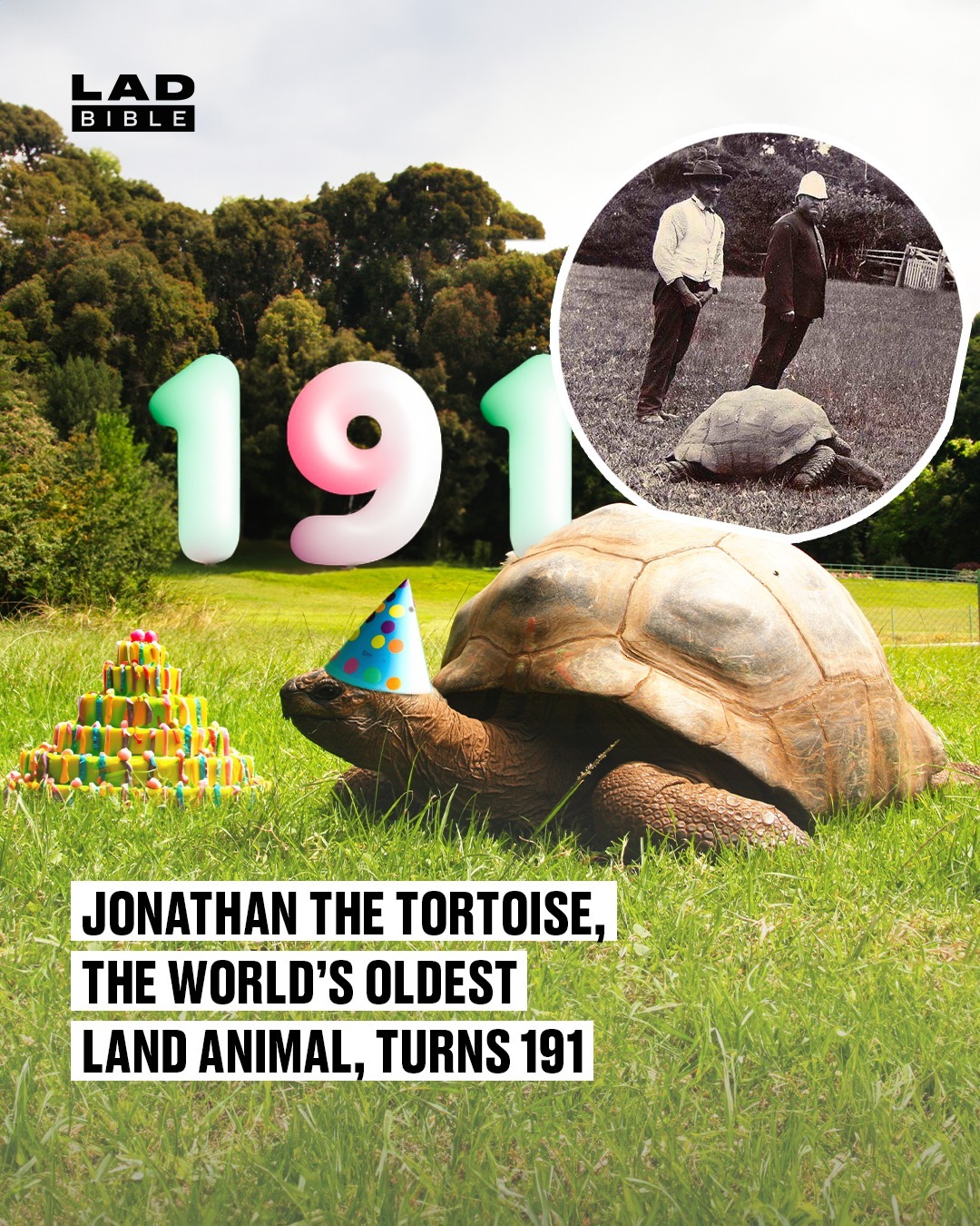 ladbible@instagram on Pinno: Jonathan the tortoise is officially 191 ...