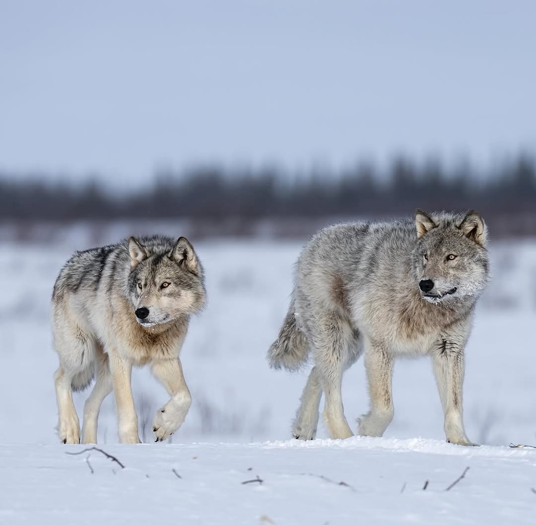 Wolves of Instagram 🐺 on Pinno: Rate it 1-10!Who else loves these beauti...