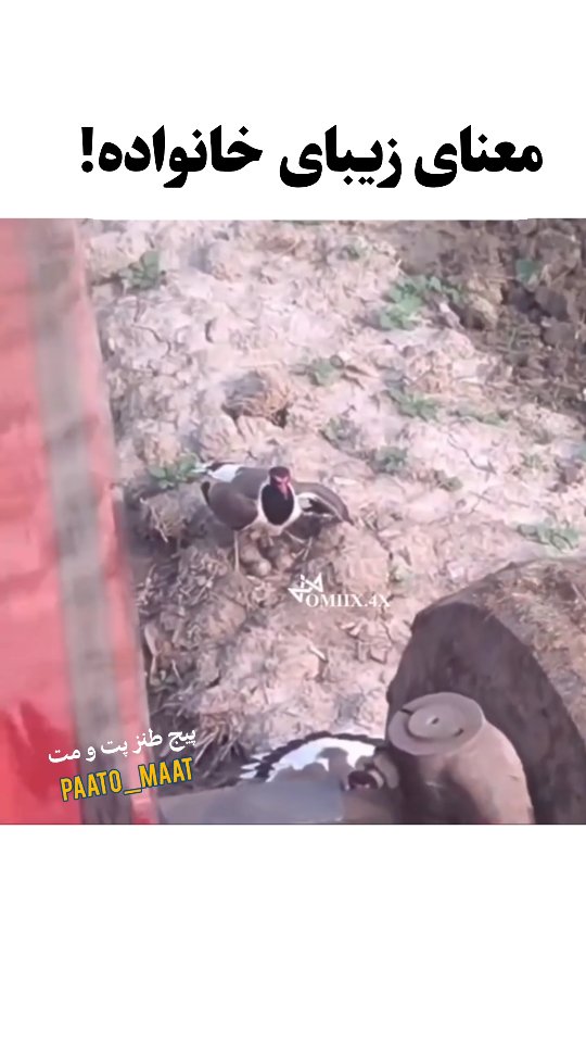 Video by paat maat on Pinno: بفرس براش😍 ↪️ @paato_maat@instagram ↪️