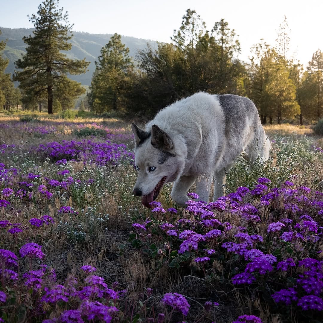 Faelen & Maeve Wolfdogs on Pinno: Goodbye sweet Mystery 💔 Today, just ...