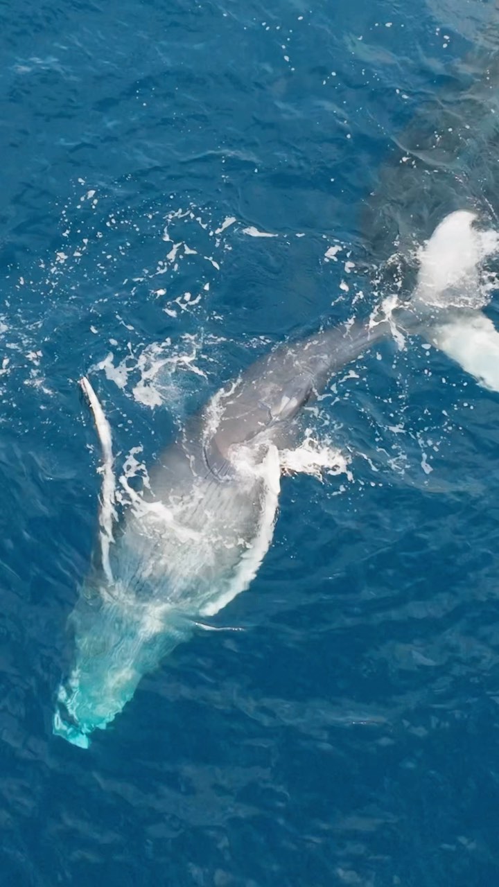 Video by Clinton Kyle Christensen on Pinno: Little Baby Humpback 🎥 ...