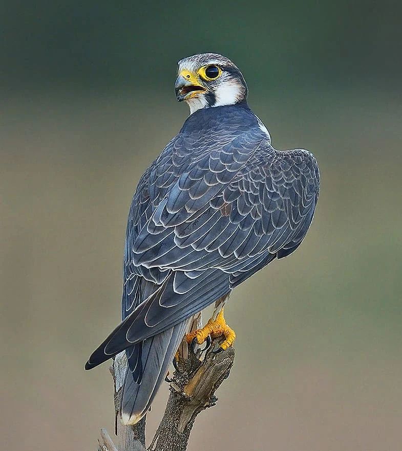 photo_falcons@instagram on Pinno: Follow for more 👉 : @photo_falcons ...