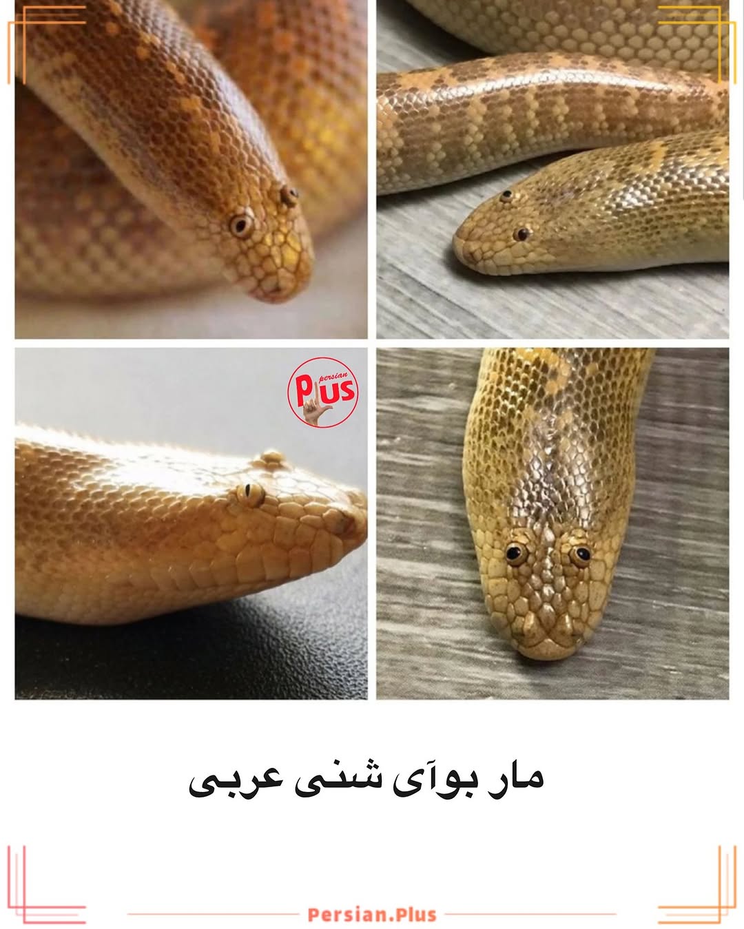 مجله و بلاگ پرشین پلاس on Pinno: کدوم جالب‌تره؟!