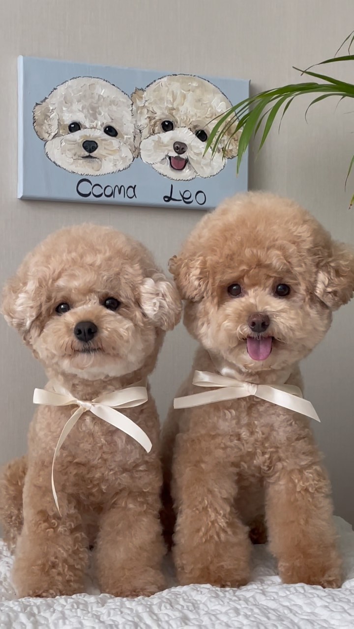 choiji_leo_ccoma@instagram on Pinno: 흐엉흐엉😭🩵 레꼼이 그림 선물 받았는데 넘 레꼼이😍👍🏻 레오 ...