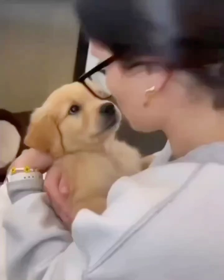 retrieveradvisory@instagram on Pinno: Rate the cuteness in the comments😍