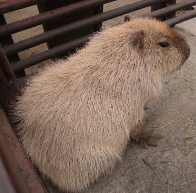 capyberta@instagram on Pinno: 11/19/22 A lone capybara guardsman stands ...