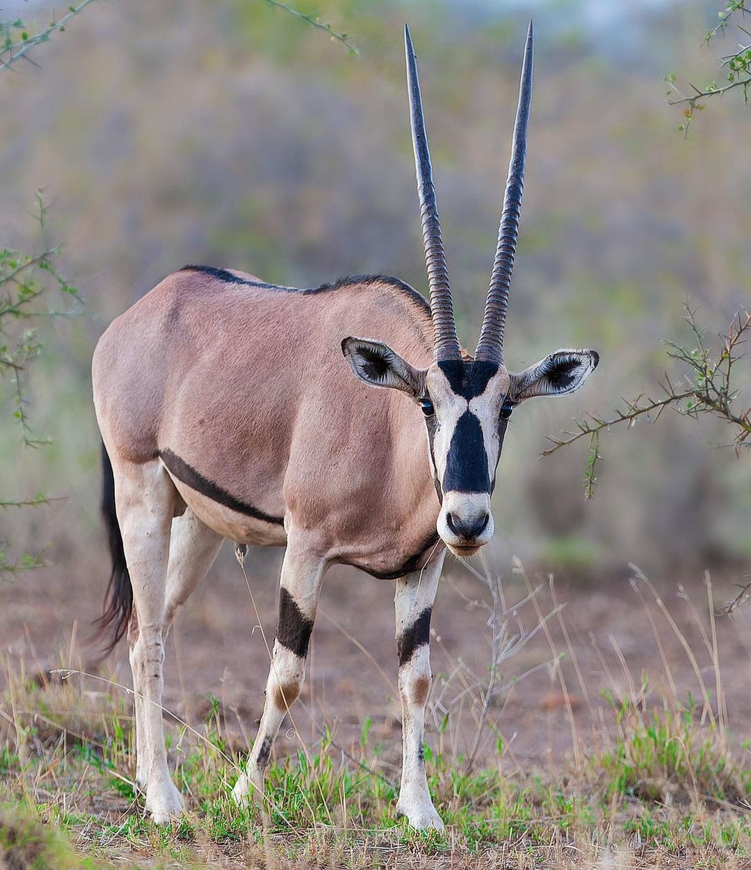 Ignacio Yúfera on Pinno: Beisa Oryx, an endangered eastern relati...