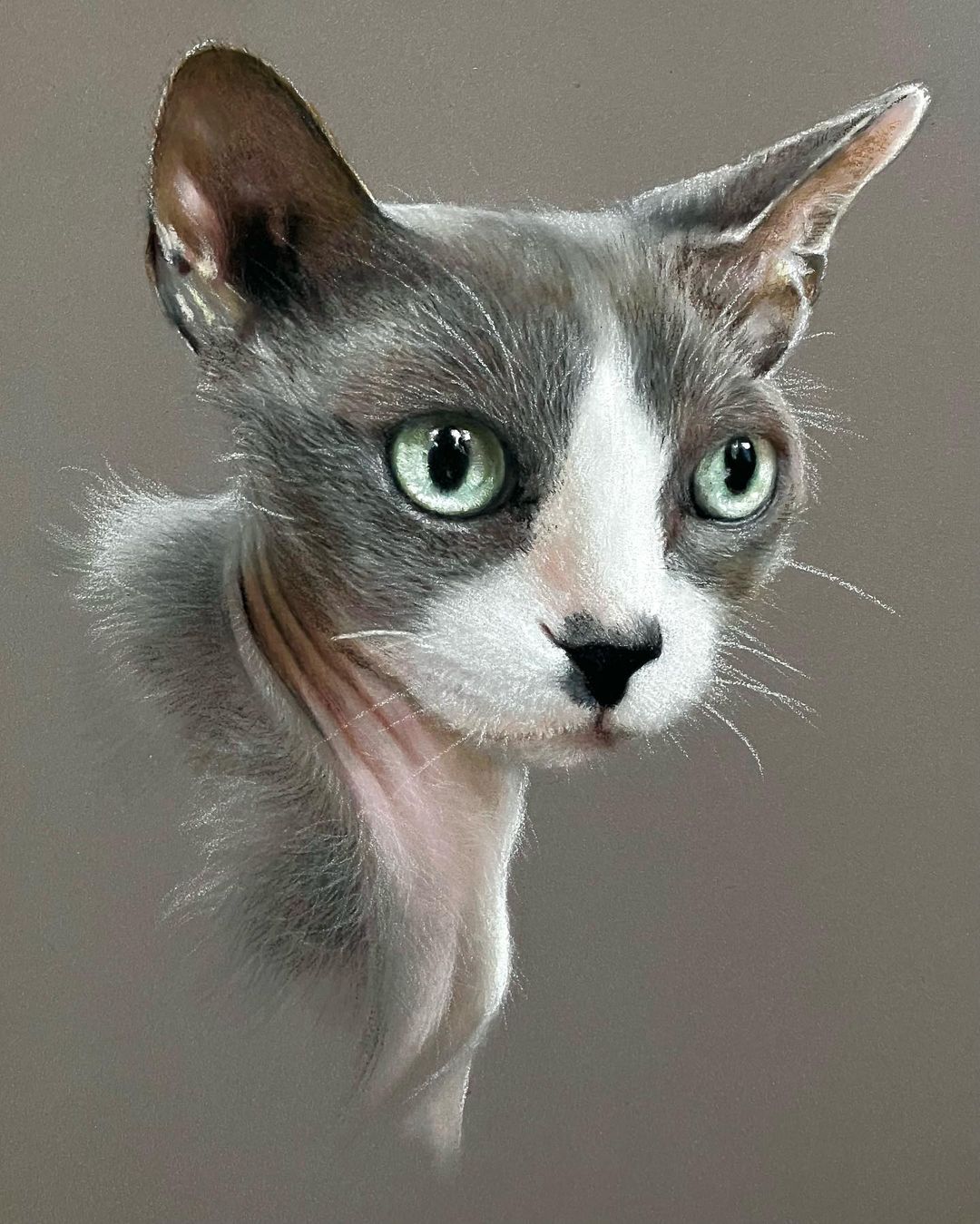 paulmillerwildlifeart@instagram on Pinno: Benjamin the cat done, 100% ...