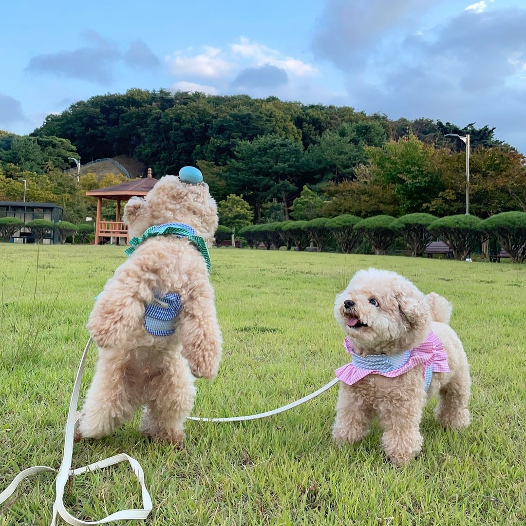 choiji_leo_ccoma@instagram on Pinno: 울 오퐈 넘 므찌쟈냐🥹 . #레오꼬마스타그램 #레꼼이네 ...