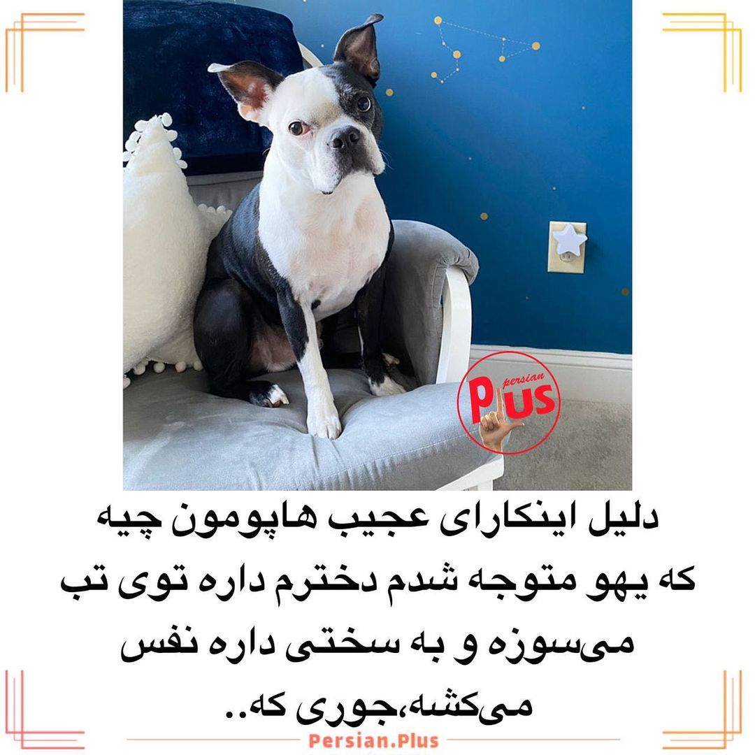 persian.plus@instagram on Pinno: هاپوی قهرمان!🥹🥰 . . . Credit ...