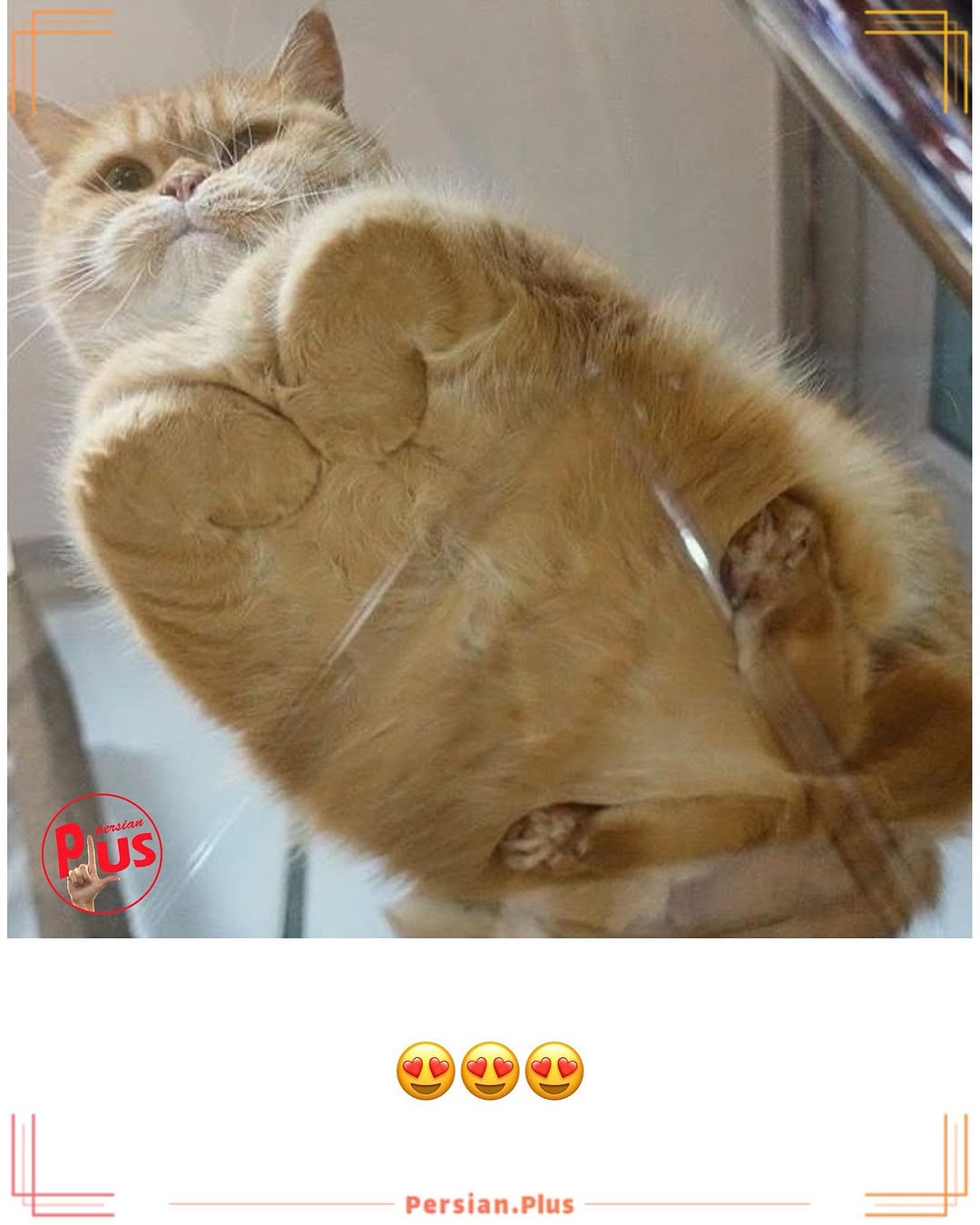 persian.plus@instagram on Pinno: خیلی بانمکن🥹🥺😍
