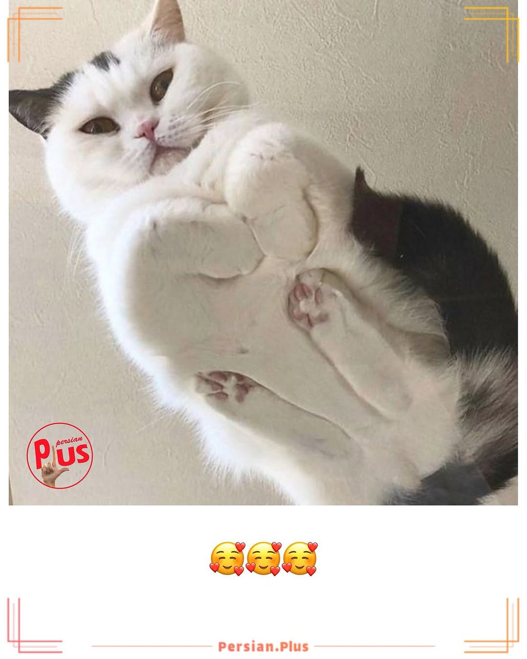 persian.plus@instagram on Pinno: خیلی بانمکن🥹🥺😍
