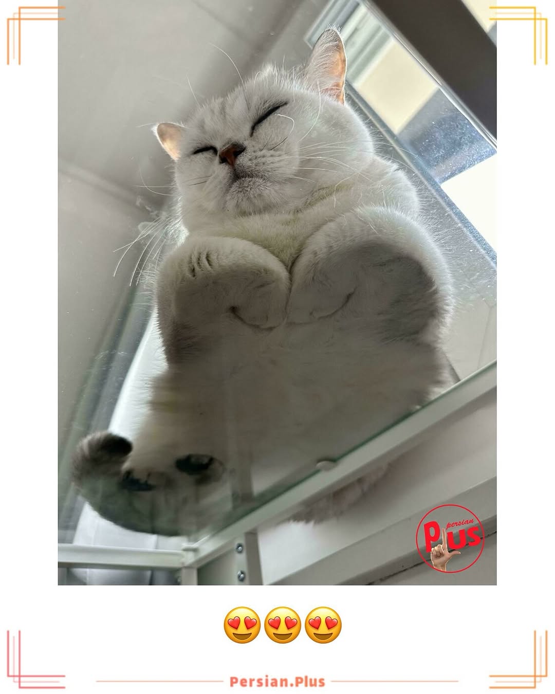 persian.plus@instagram on Pinno: خیلی بانمکن🥹🥺😍