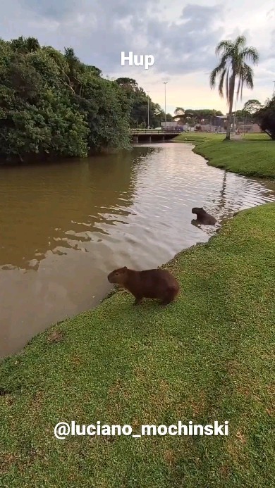 ilove.capybara@instagram on Pinno: Hup Credit: @luciano_mochinski@in...