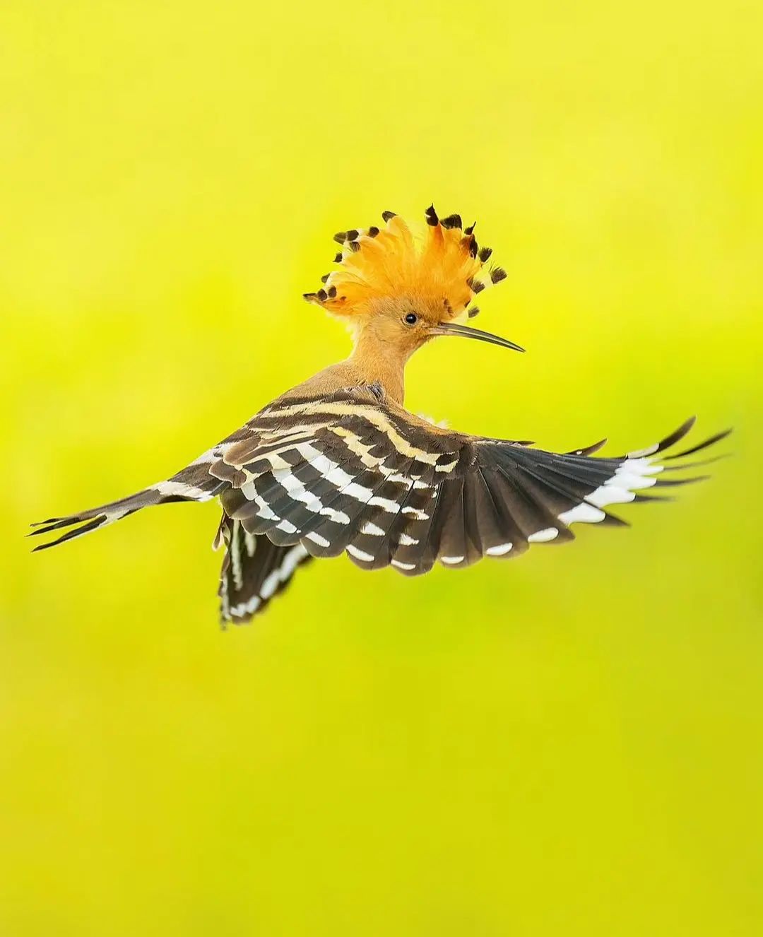 Birds Perfection on Pinno: Eurasian hoopoe 🌹🦜🍁 ☑️ Double...