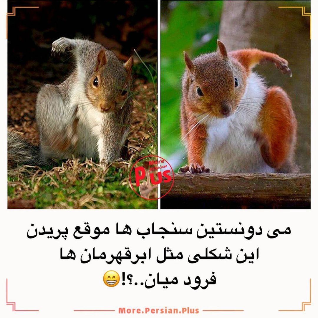 persian.plus@instagram on Pinno: شعبه‌ی دوم پرشین پلاس رو داشته باشین ...