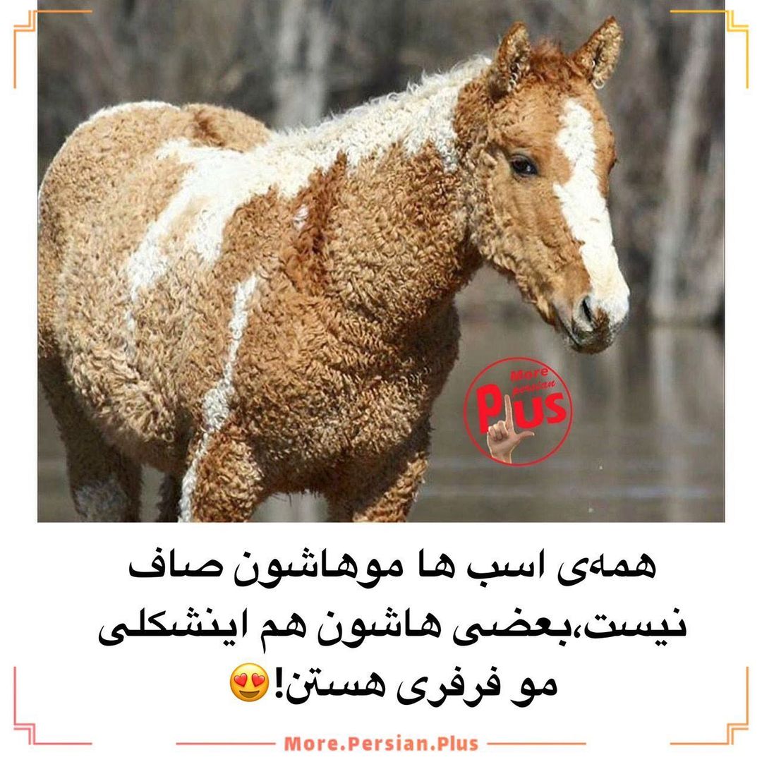 persian.plus@instagram on Pinno: شعبه‌ی دوم پرشین پلاس رو داشته باشین ...