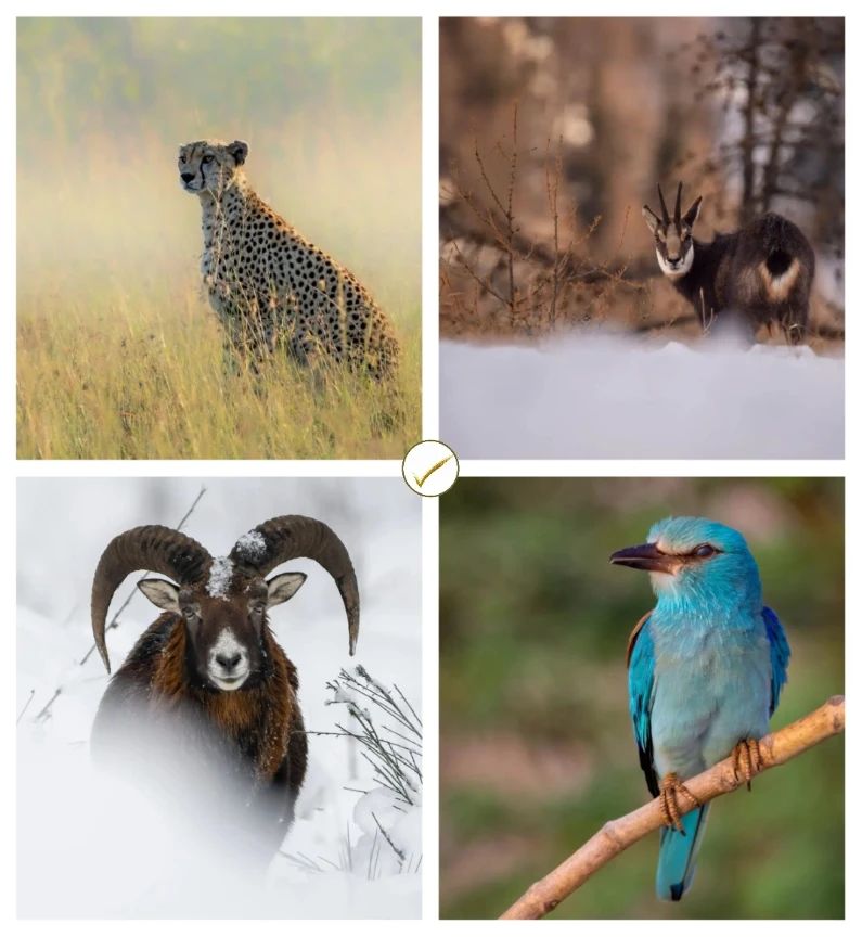 wildlife__perfection@instagram on Pinno: This weeks "Fab Finds" goes to...